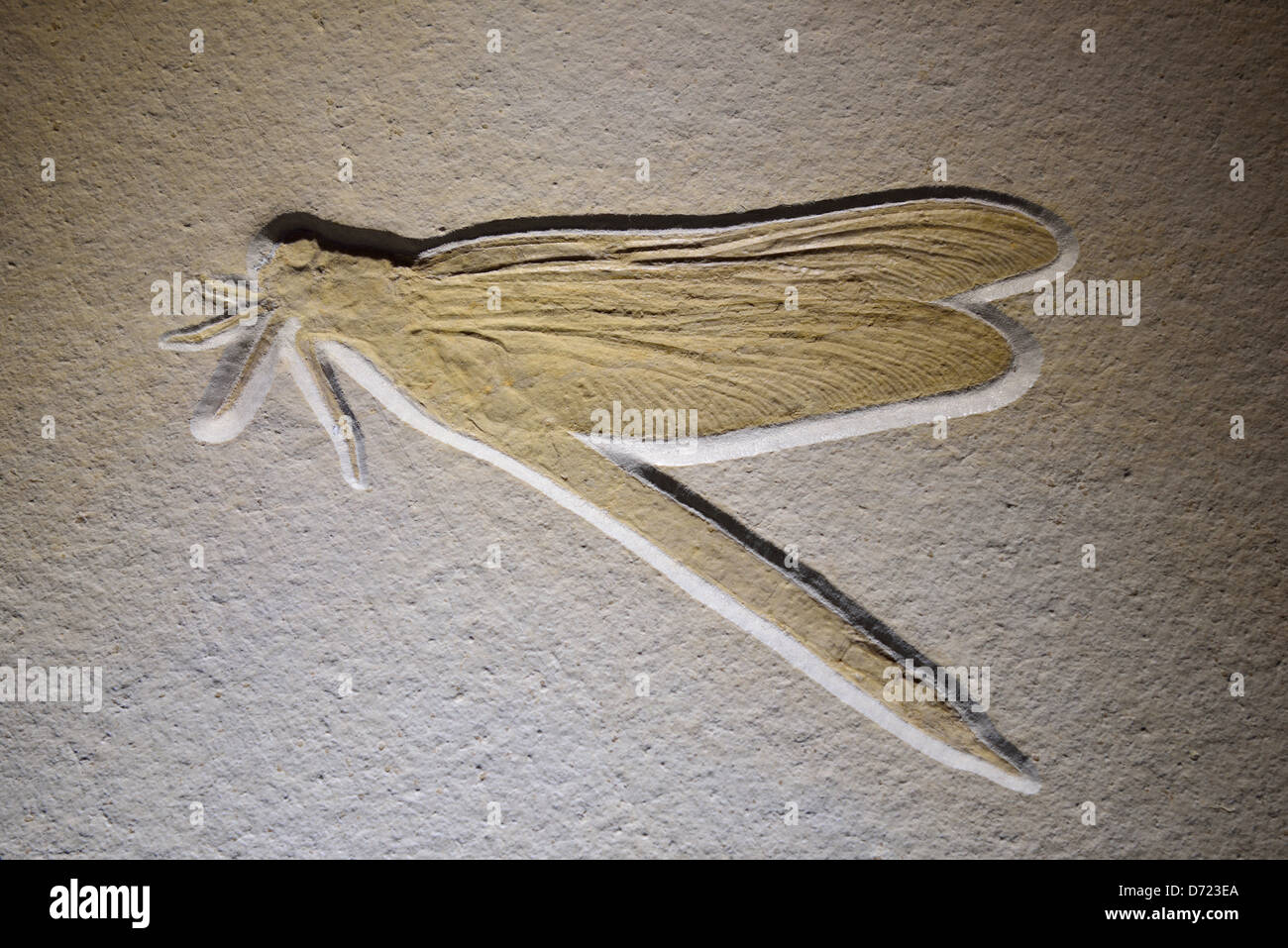 Fossil dragonfly insect wings hi-res stock photography and images - Alamy