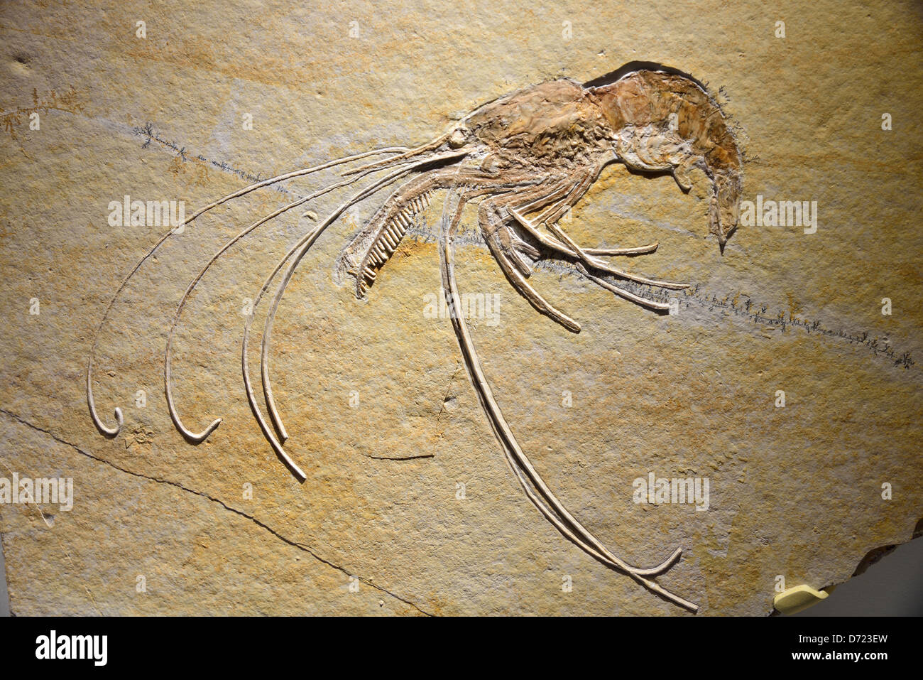 Fossil shrimp Aeger tipularius. Jurassic age Stock Photo - Alamy