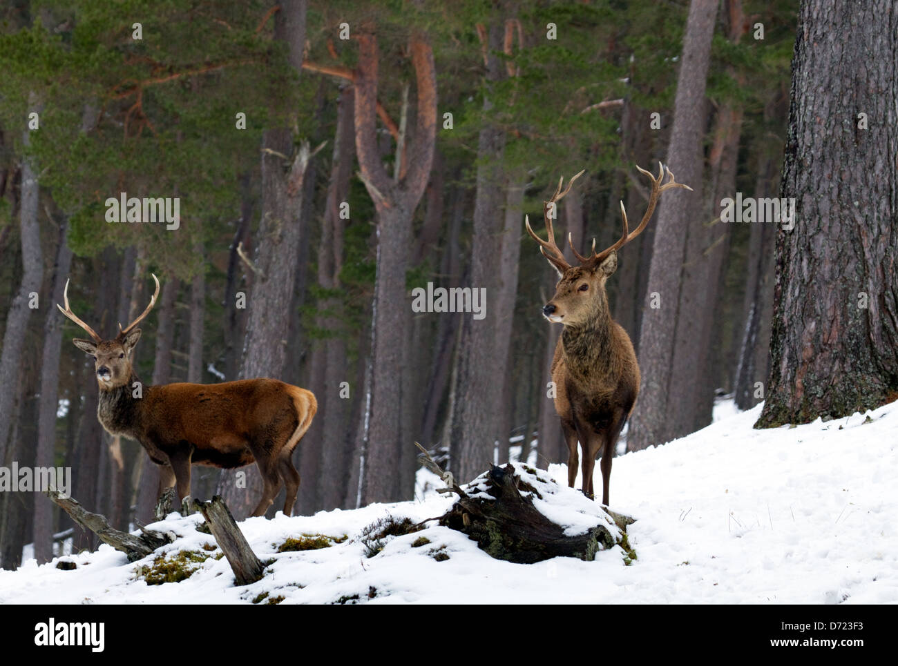Red deer stags hi-res stock photography and images - Alamy