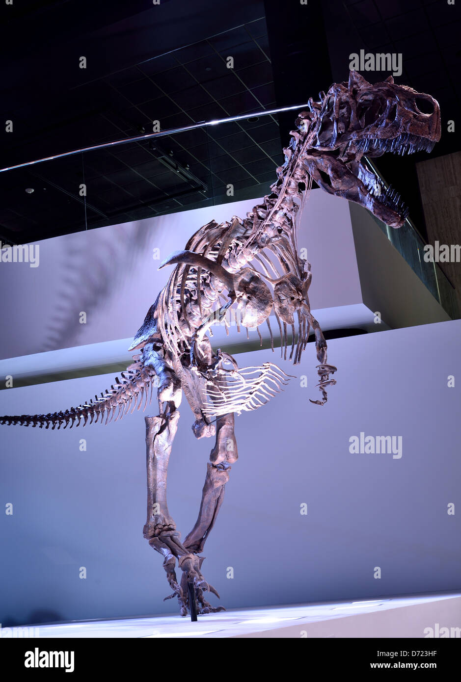 Mounted display of a fossil Allosaurus skeleton Stock Photo - Alamy