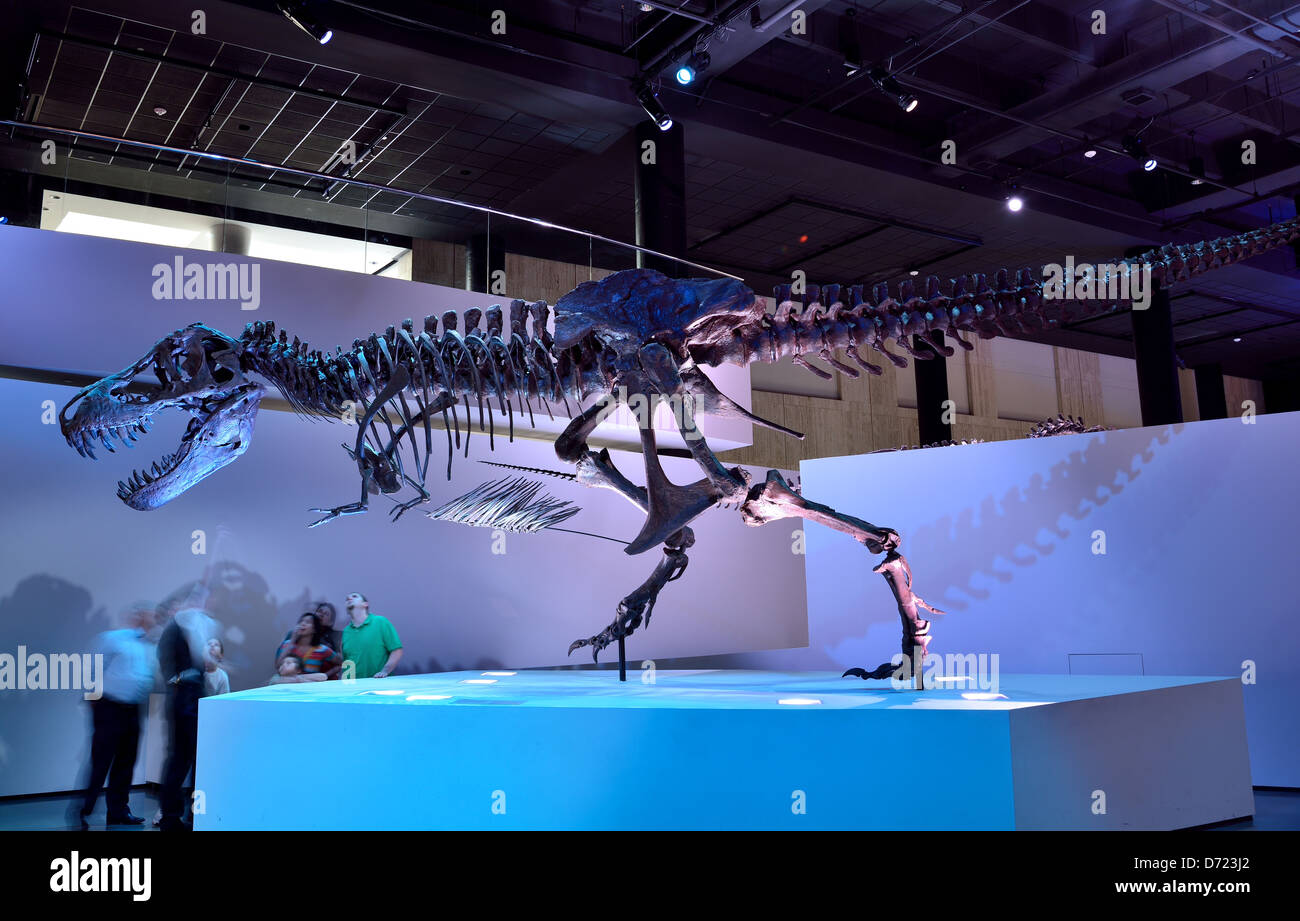 Fossil skeleton of a Tyrannosaurus rex. in display Stock Photo - Alamy