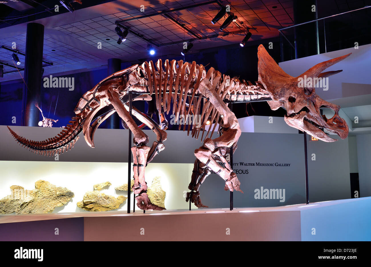 Fossil skeleton of a Triceratops Stock Photo - Alamy