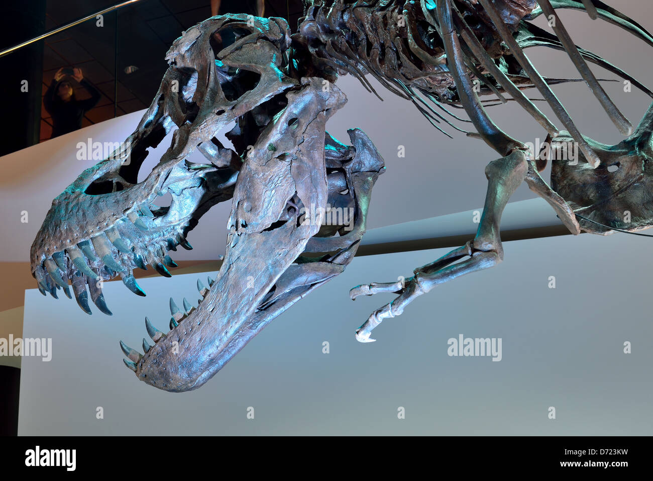 Head and front limb of a fossil Tyrannosaurus rex Stock Photo - Alamy