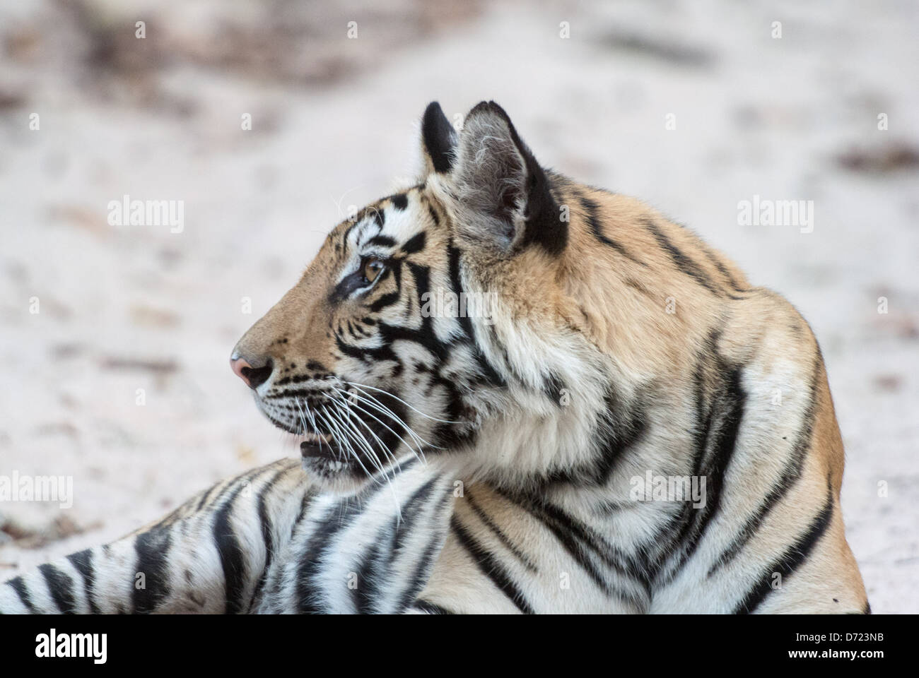 Female Bengal Tiger in , Bandhavgarh National Park, India Stock Photo ...