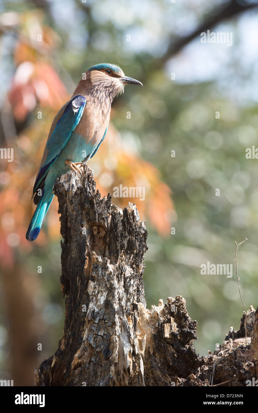 Indian Roller Bird in Bandhavgarh National Park, India Stock Photo - Alamy