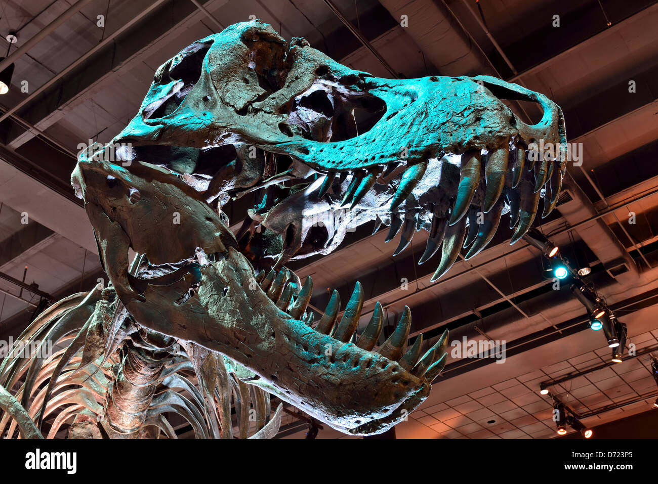 Tyrannosaurus Rex Fossil