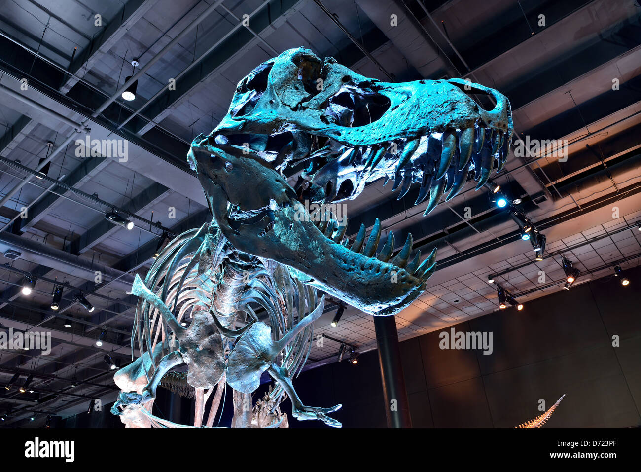 Fossil head of a Tyrannosaurus rex Stock Photo - Alamy