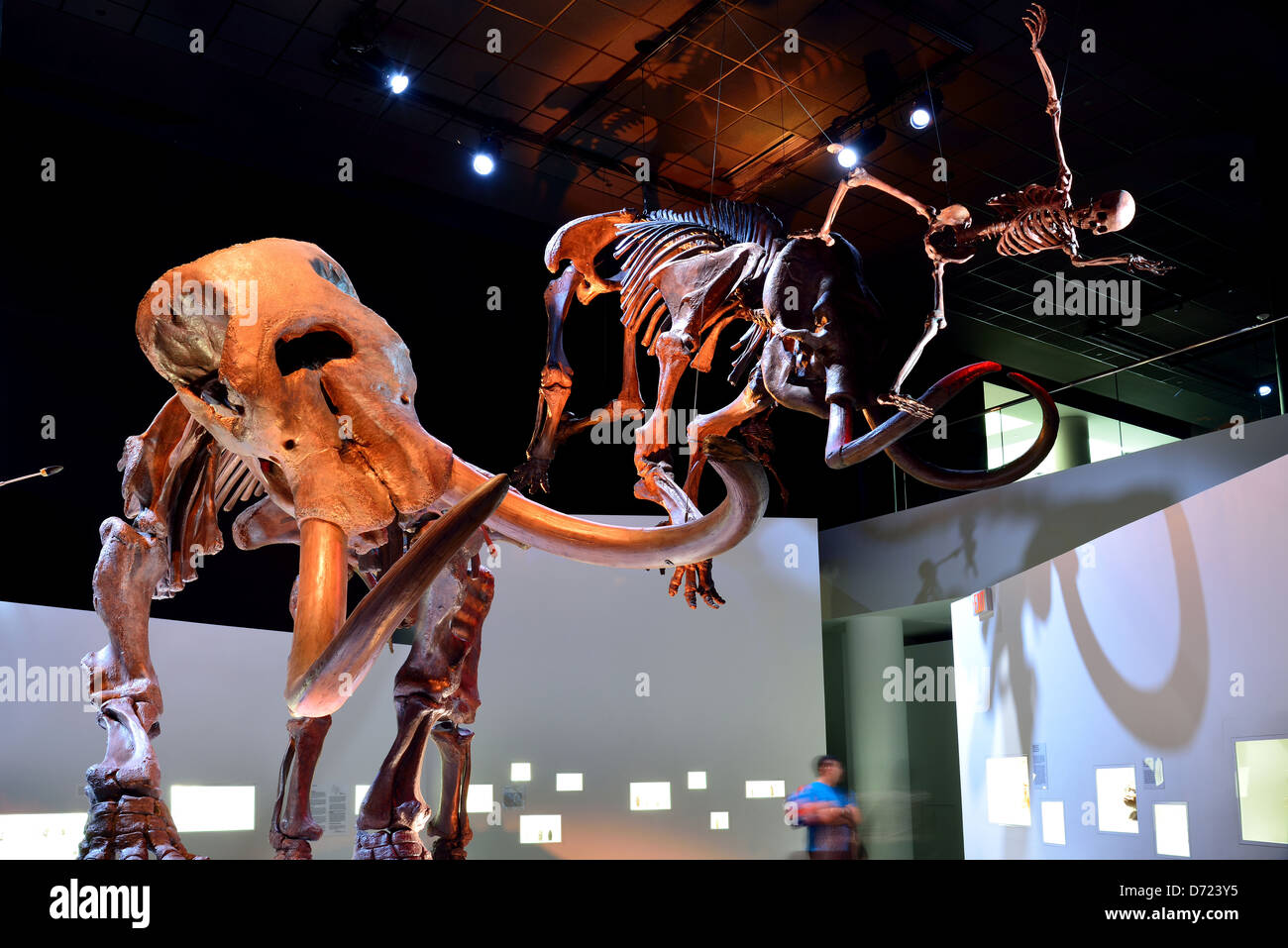 Mammoth Museum Stock Photos & Mammoth Museum Stock Images - Alamy