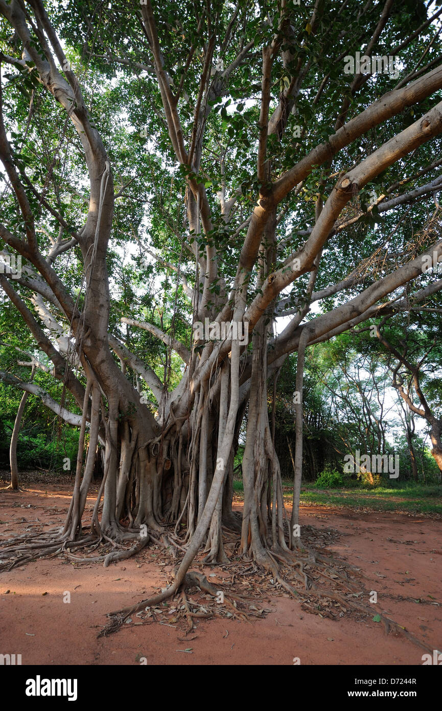 A lone Banyan tree somewhere in the forests of Auroville Stock Photo ...