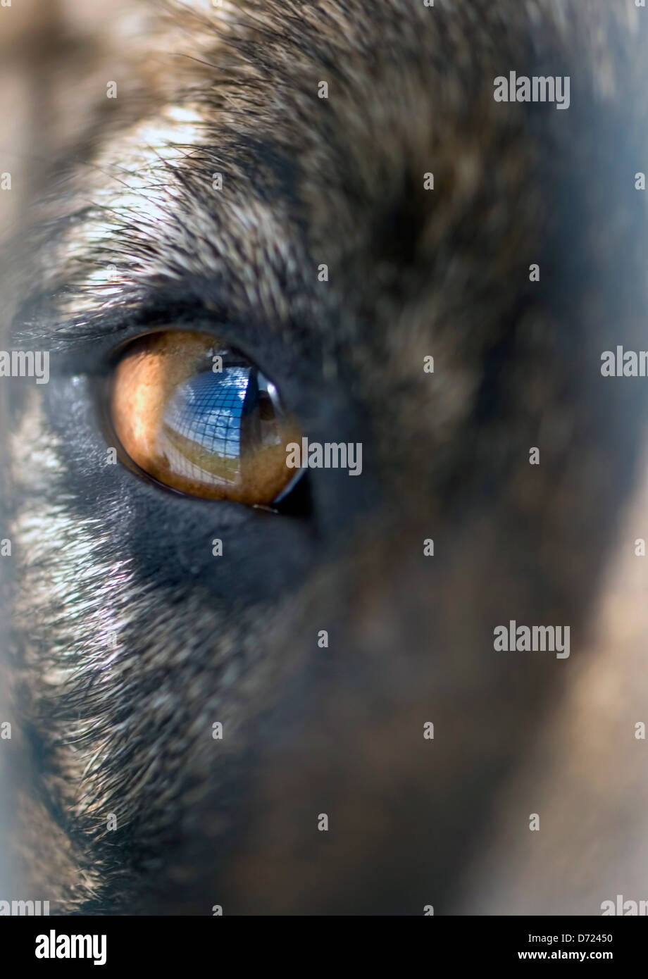 Close up of dog eye in a shelter Stock Photo - Alamy