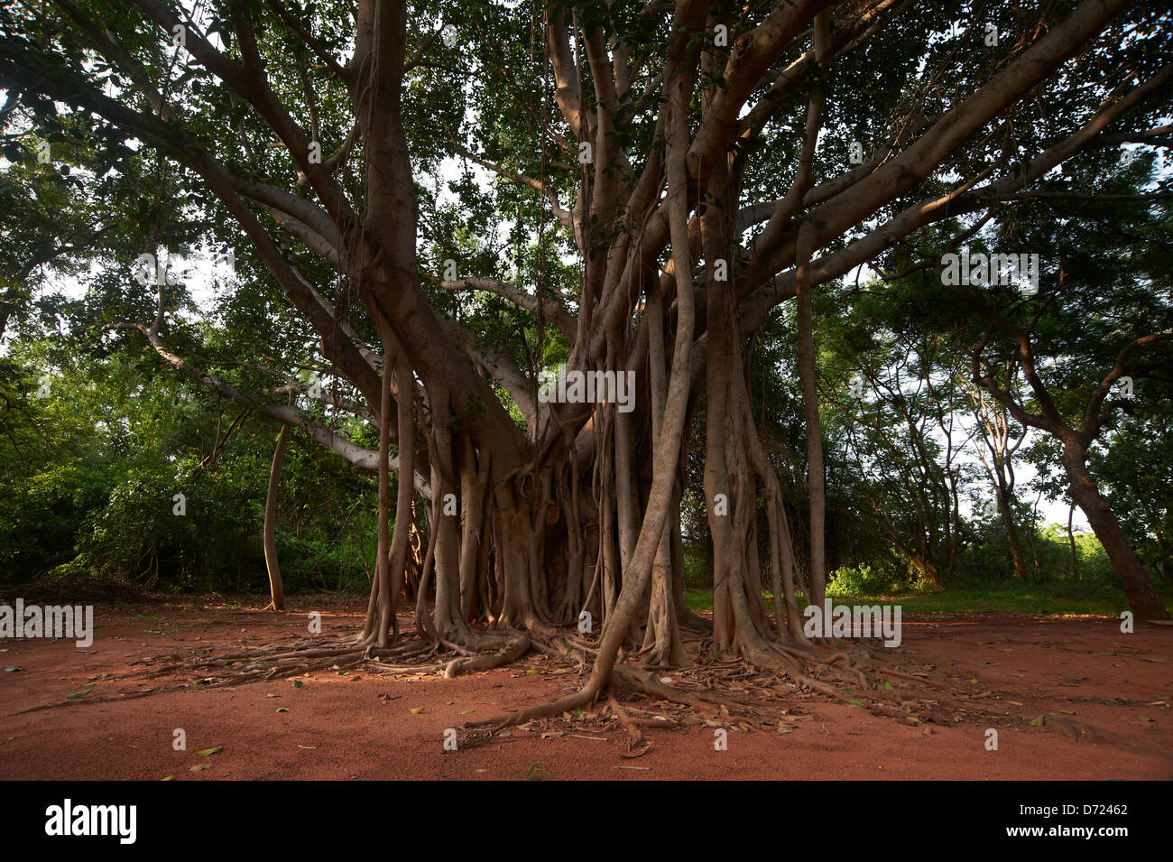 A lone Banyan tree somewhere in the forests of Auroville Stock Photo ...