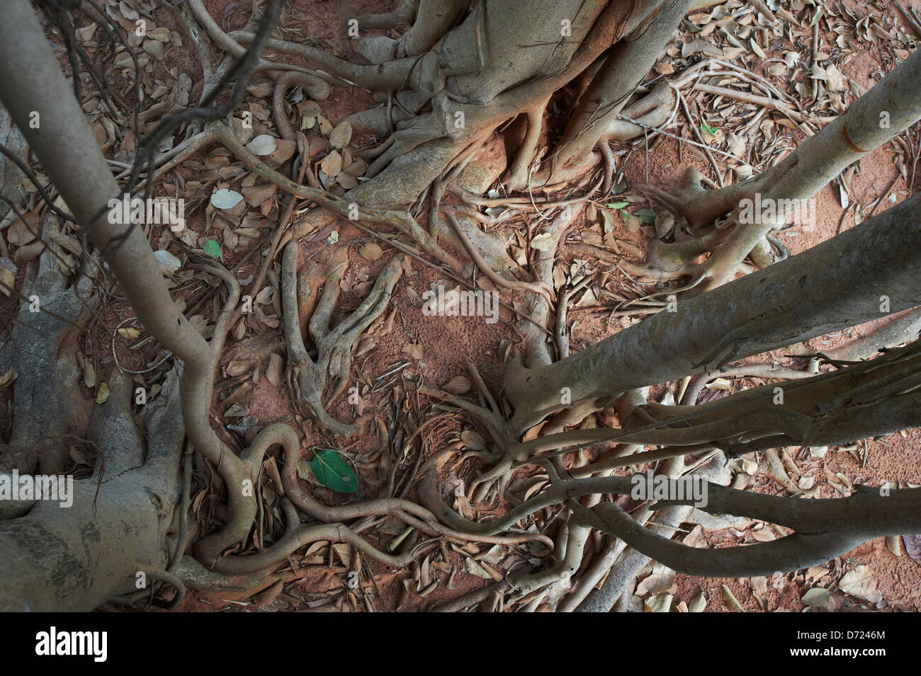 Roots of a Banyan tree in India Stock Photo - Alamy