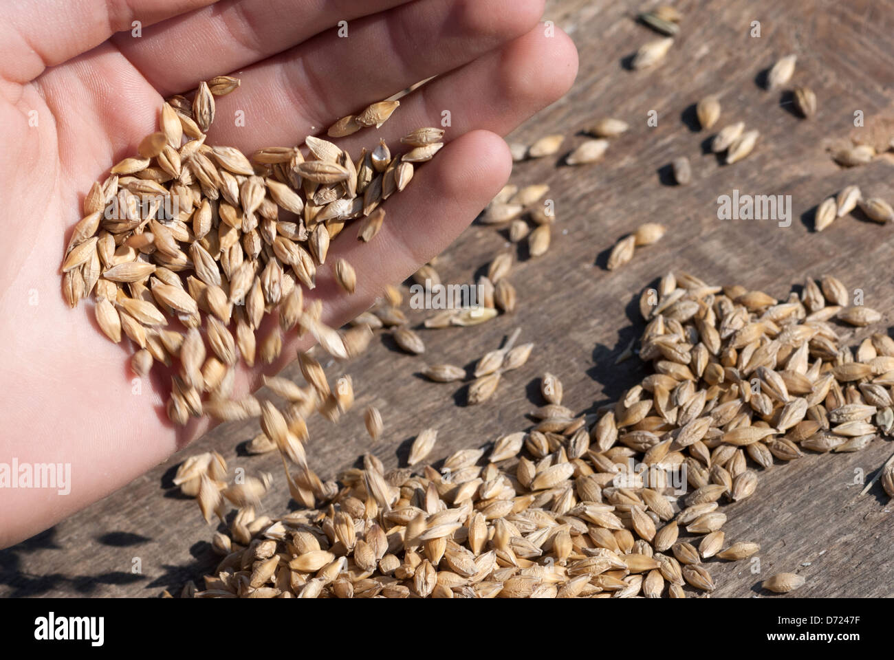 Close up hand holding seeds Stock Photo - Alamy