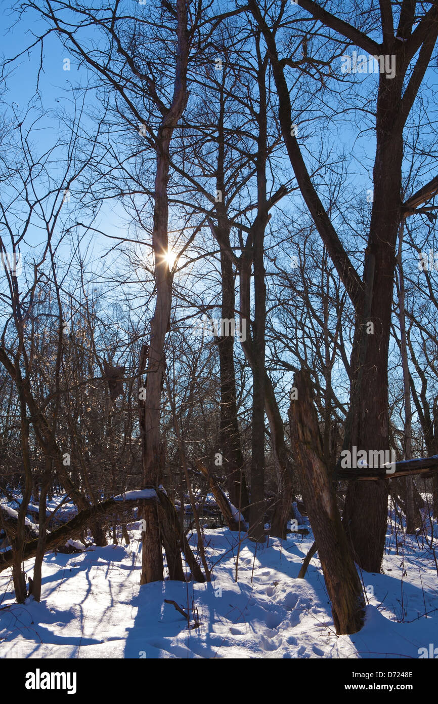 Winter sun in the branches of forest trees Stock Photo - Alamy