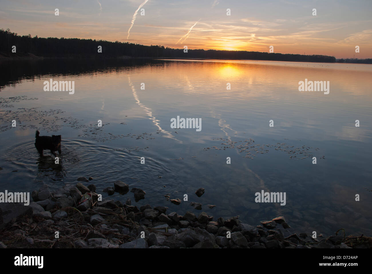 Dog along the bank of Zemborzycki lake at sunset, Lublin, Poland ...