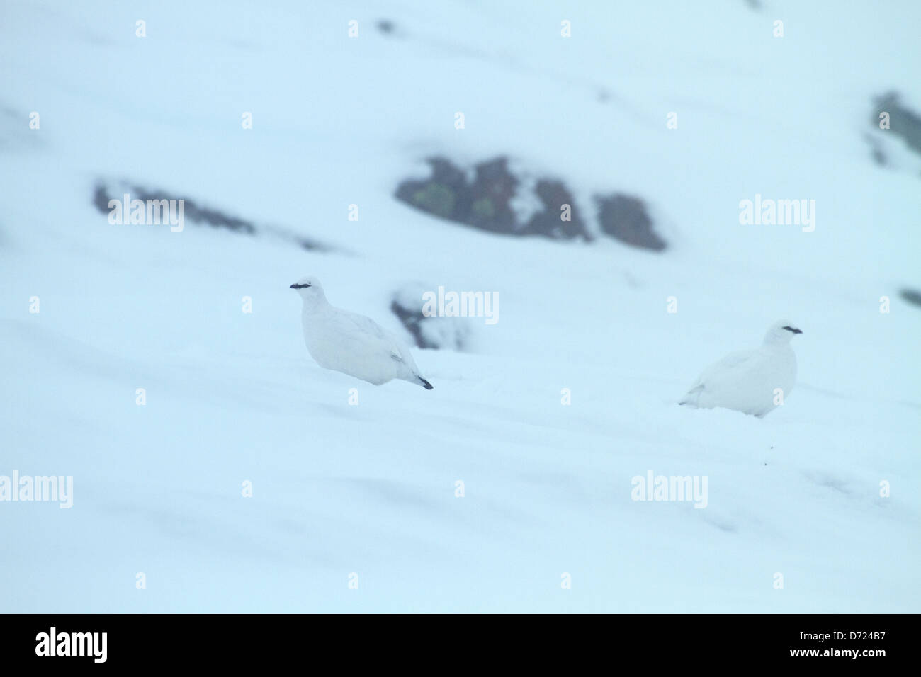 Ptarmigan in snow Stock Photo - Alamy