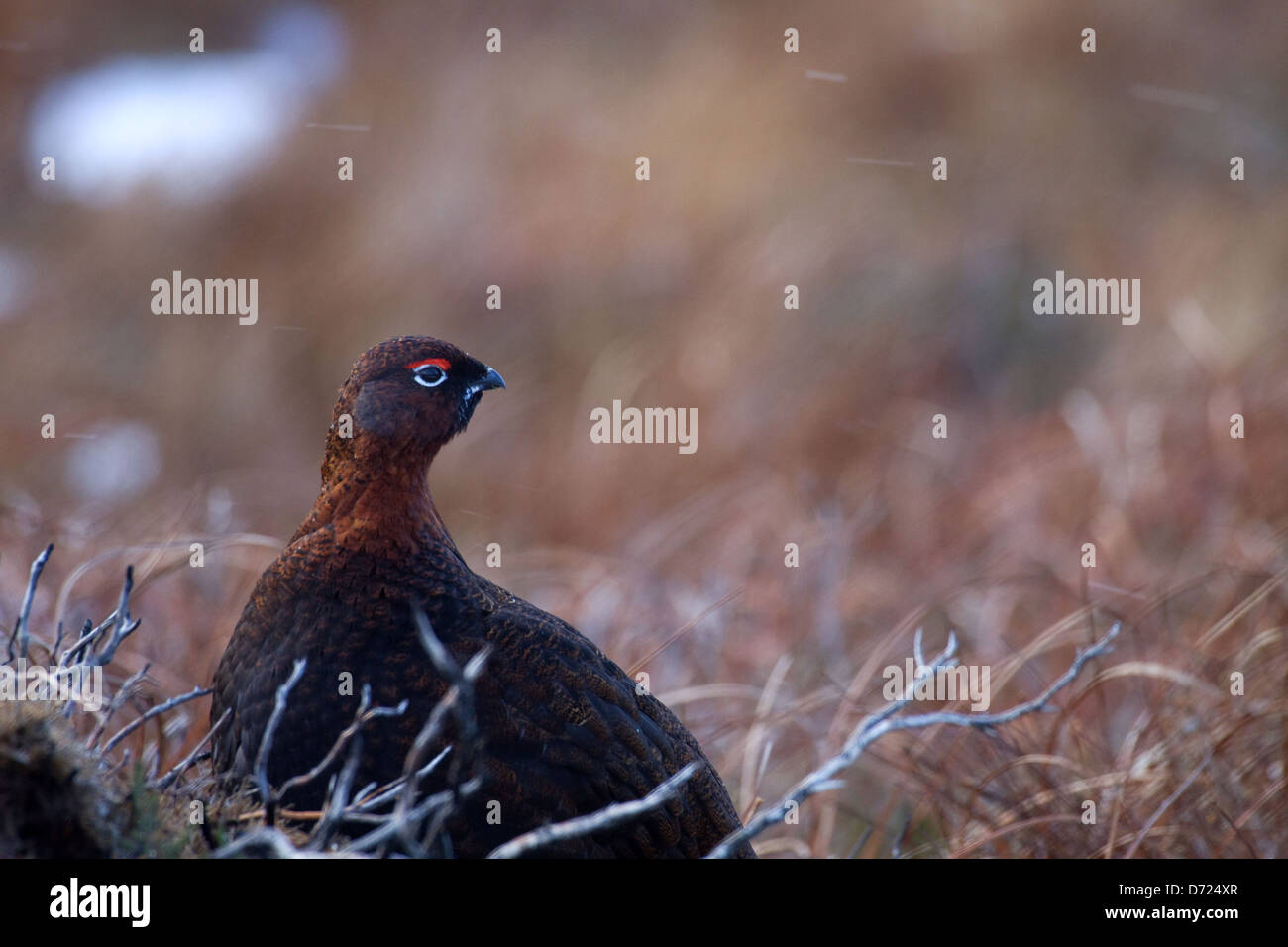 Red grouse (Lagopus lagopus scotica Stock Photo - Alamy