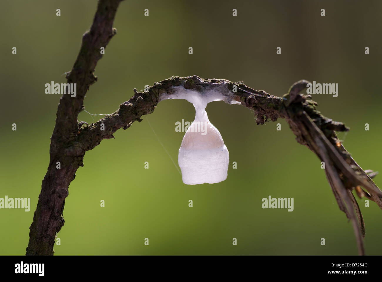 white small cocoon on tree's branch Stock Photo - Alamy