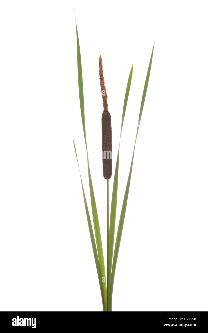 big brown cattails stands on white background Stock Photo - Alamy