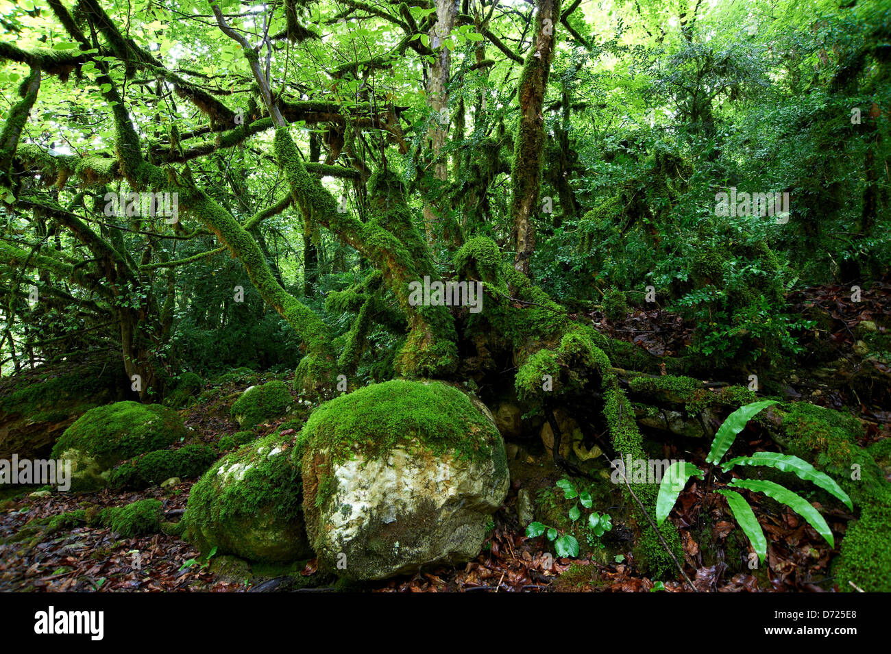 Alborz's rainforest in Northern Iran Stock Photo - Alamy