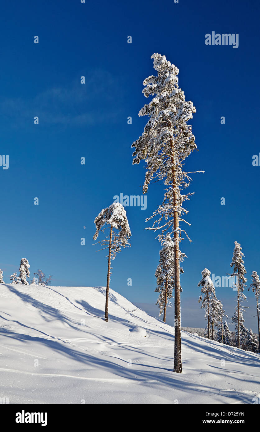 winter calm landscape with beautiful trees on slope of the hill Stock ...