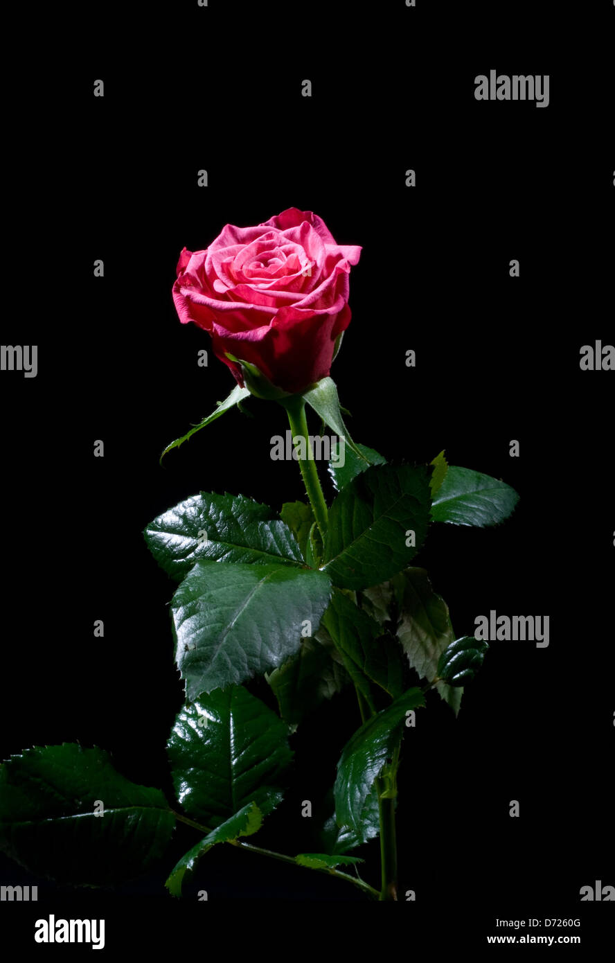 Beautiful red rose Stock Photo - Alamy
