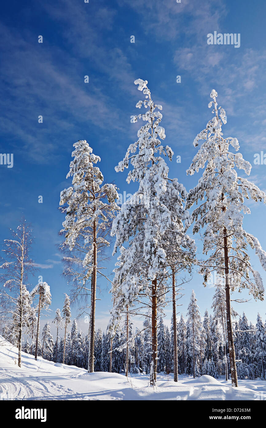 Snow winter path trees hi-res stock photography and images - Alamy