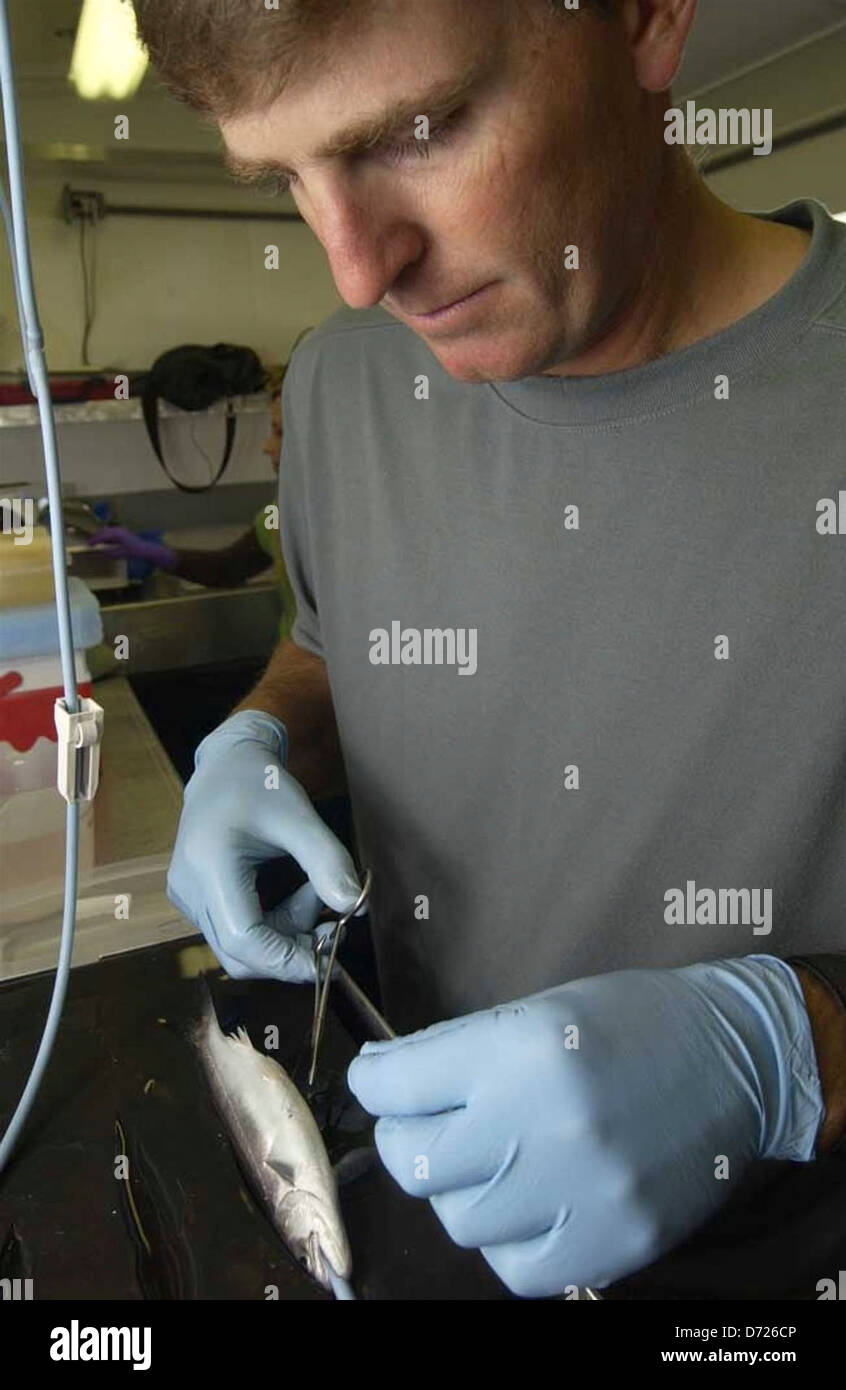 PNNL conducts research on implanting fish for studying marine ...