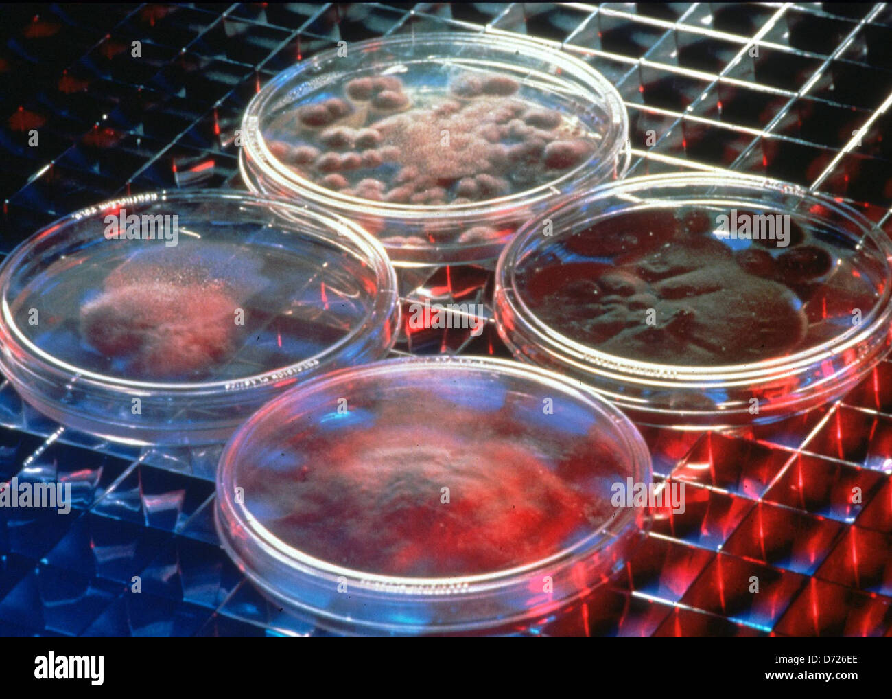 Petridish hi-res stock photography and images - Alamy