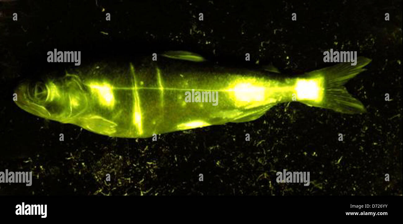 Fluorescent dye hi-res stock photography and images - Alamy