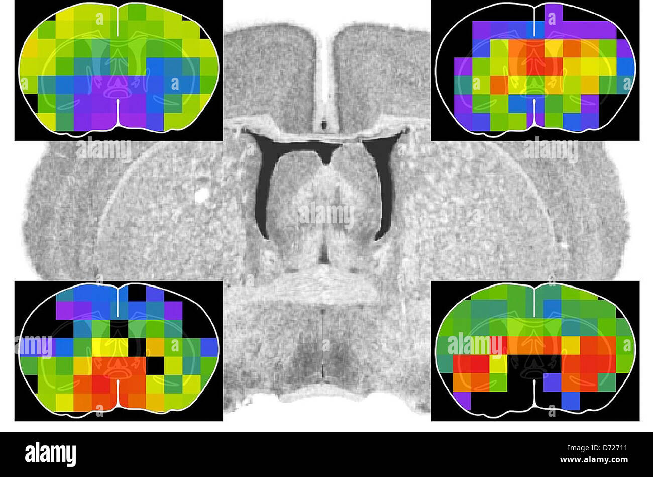 PNNL's 3D brain proteomics research uses advanced protein analysis to ...