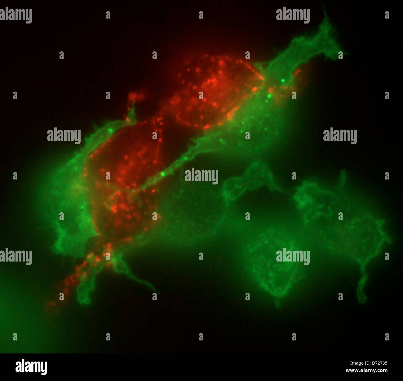 Microbial communities hi-res stock photography and images - Alamy