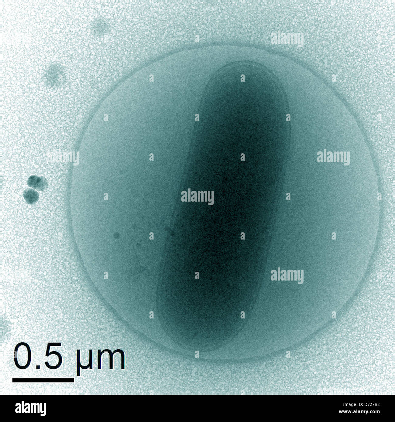 Shewanella oneidensis is a bacterium studied by PNNL for its unique ...