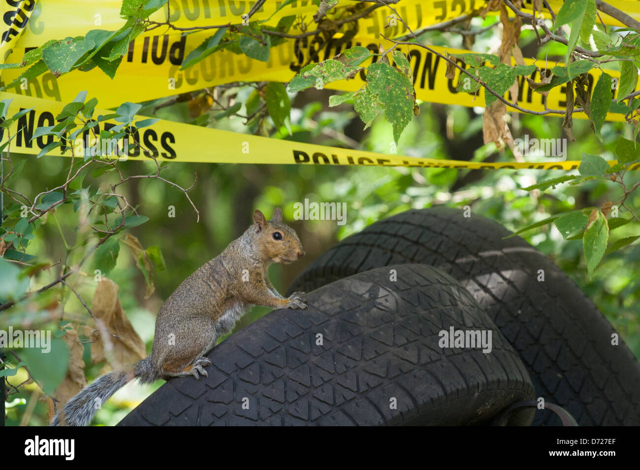yellow police tape wrapped around and across objects. knotted and ...
