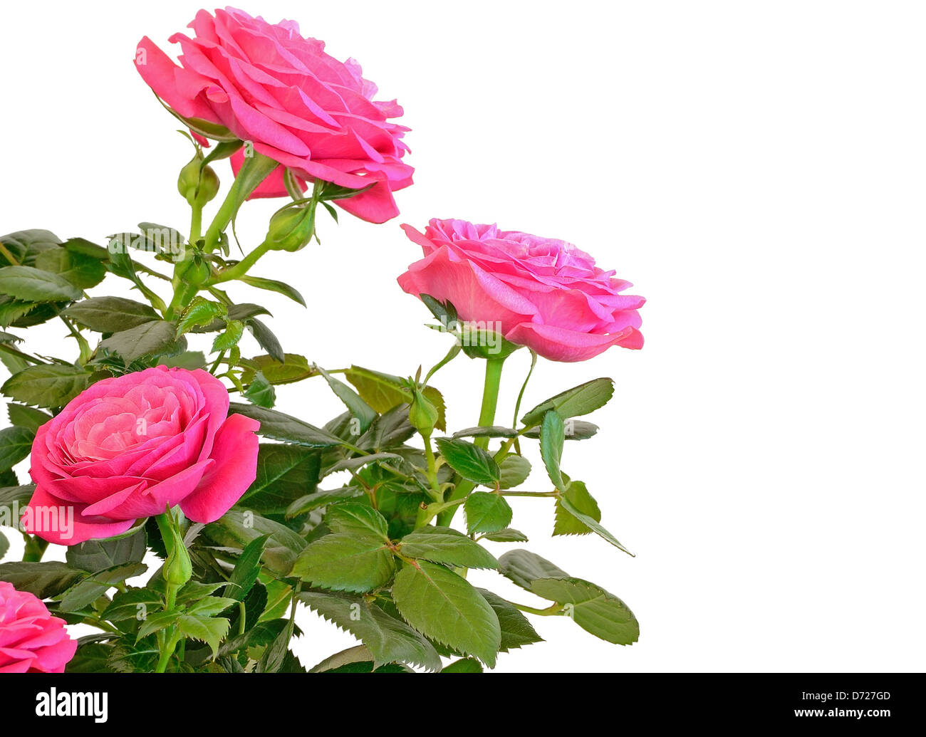 Pink rose flowers isolated on white background Stock Photo - Alamy