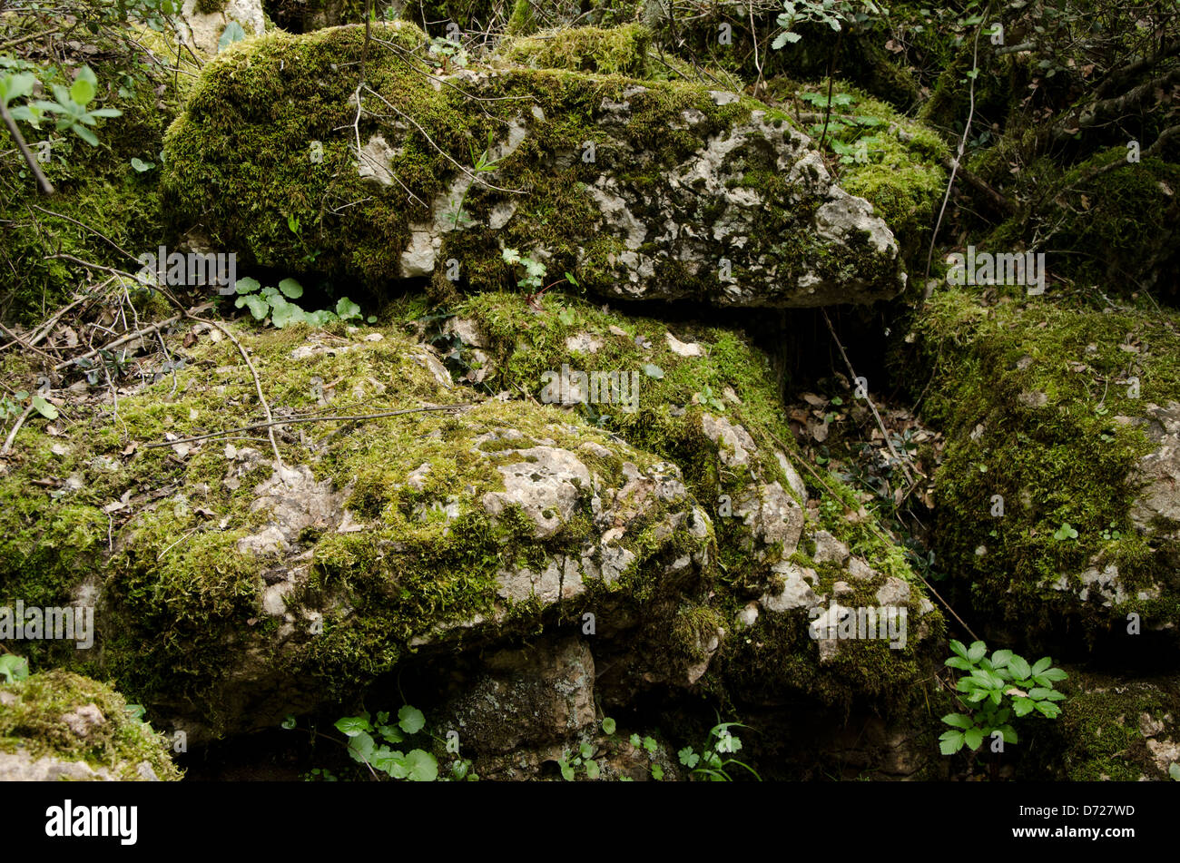 Limestone rocks covered with moss in Nature Reserve El Torcal Stock ...