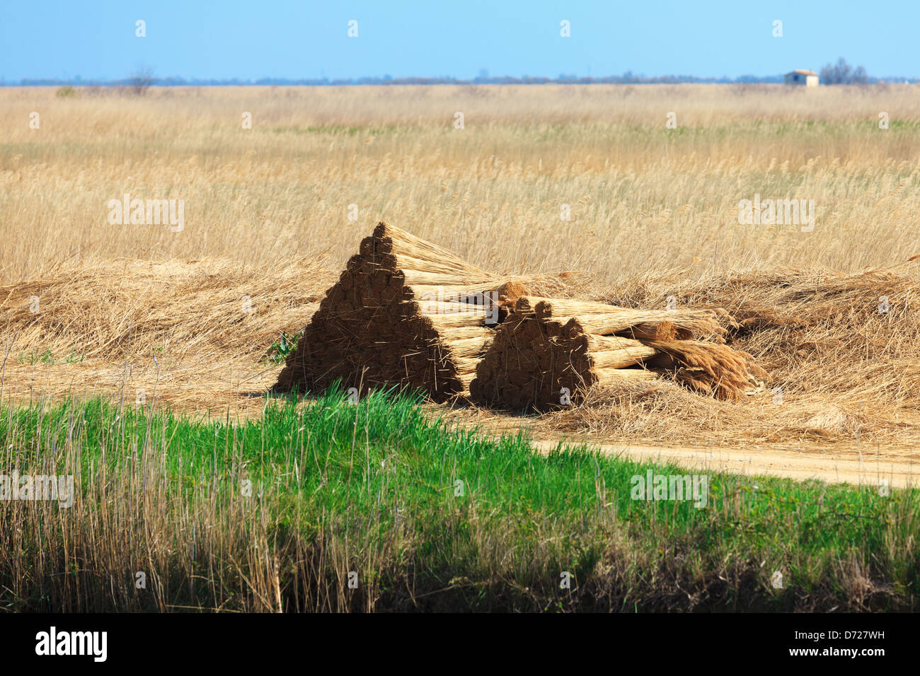 Stacked sheaves of reeds on the field, sunny day Stock Photo - Alamy