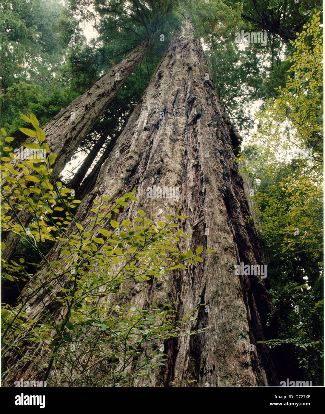 PNNL conducts research on the role of trees in biofuel production and ...