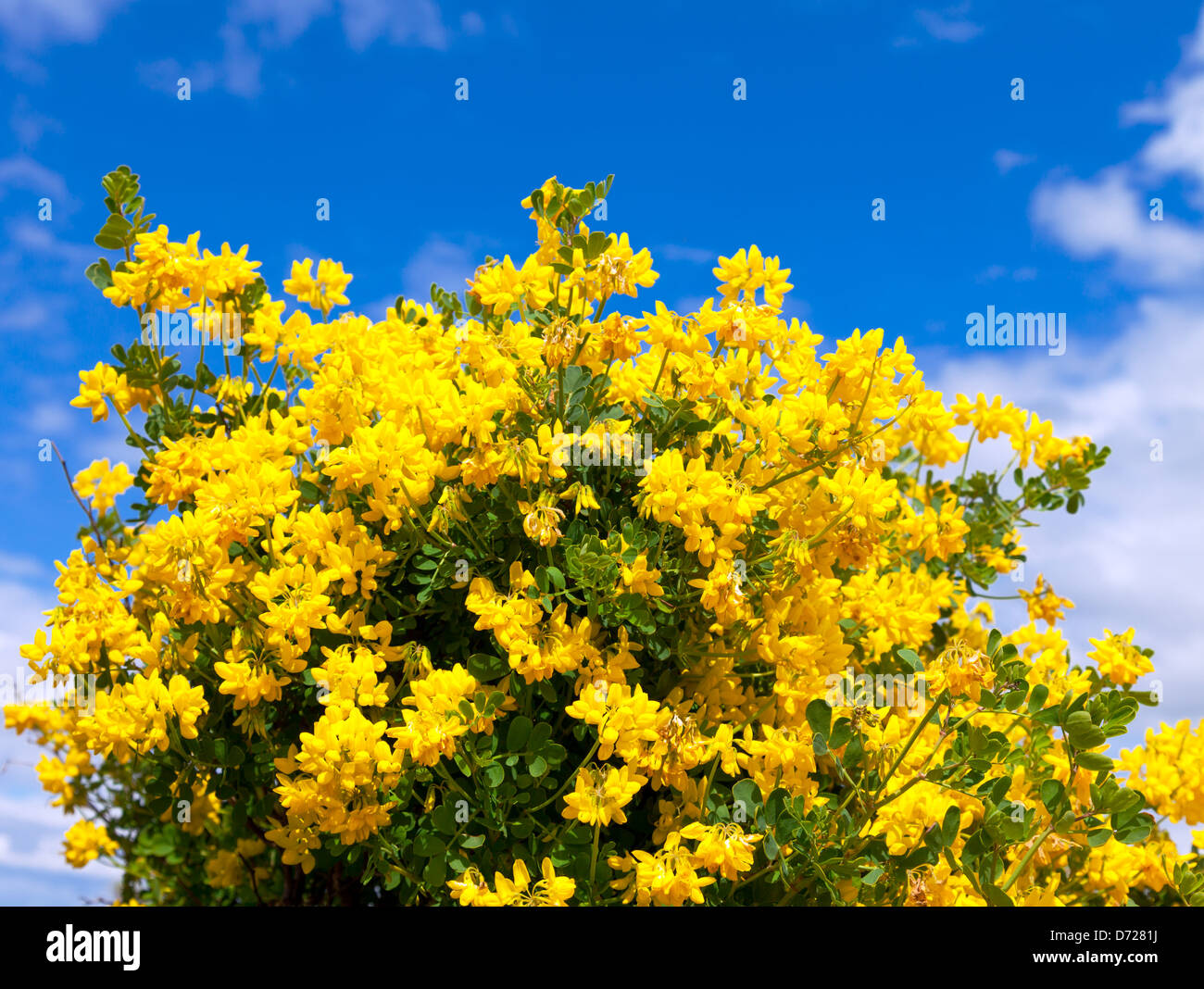 Buttercup bush hi-res stock photography and images - Alamy