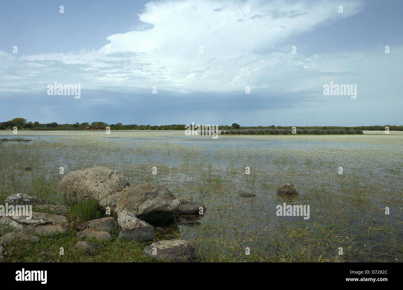 Tuili, Italy, the landscape of the Giara of Gesturi Stock Photo - Alamy