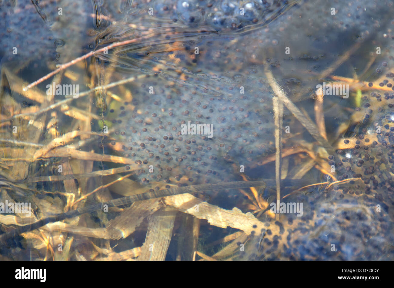 Frozen wood frogs hi-res stock photography and images - Alamy