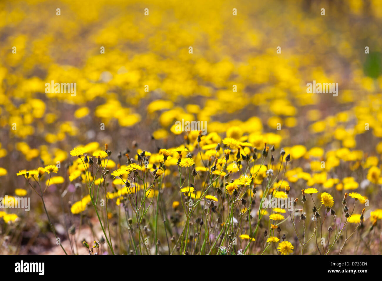 Field of yellow flowers hi-res stock photography and images - Alamy