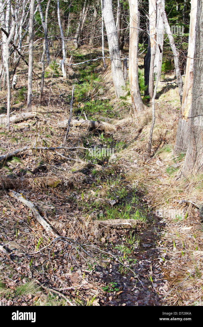The first bright green growth of spring in a seasonal stream Stock ...