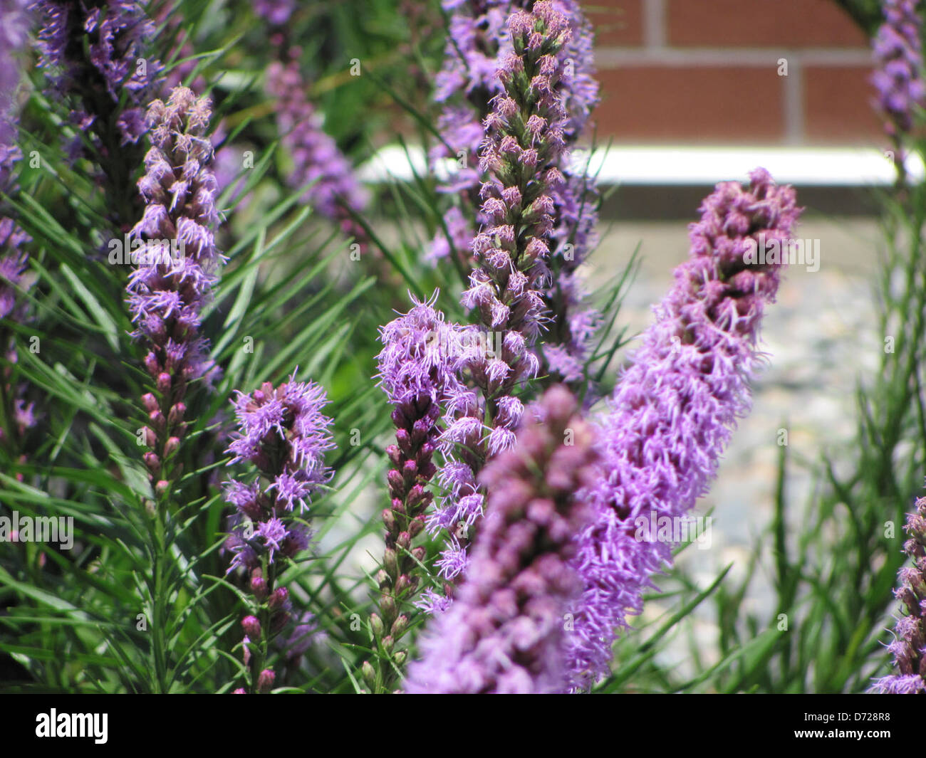 PNNL’s research on flowers and plant life focuses on conservation ...
