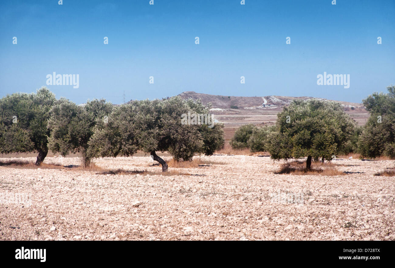Cyprian agriculture,landscape, olive tree on stone field Stock Photo ...