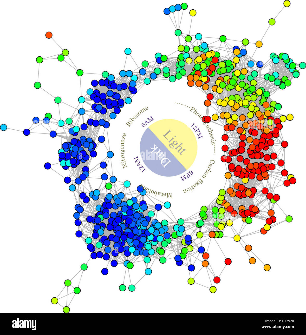 Cyanobacterium photosynthesis hi-res stock photography and images - Alamy