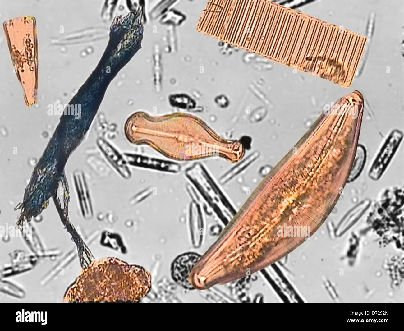 PNNL’s research on diatoms in the Columbia River focuses on their role ...