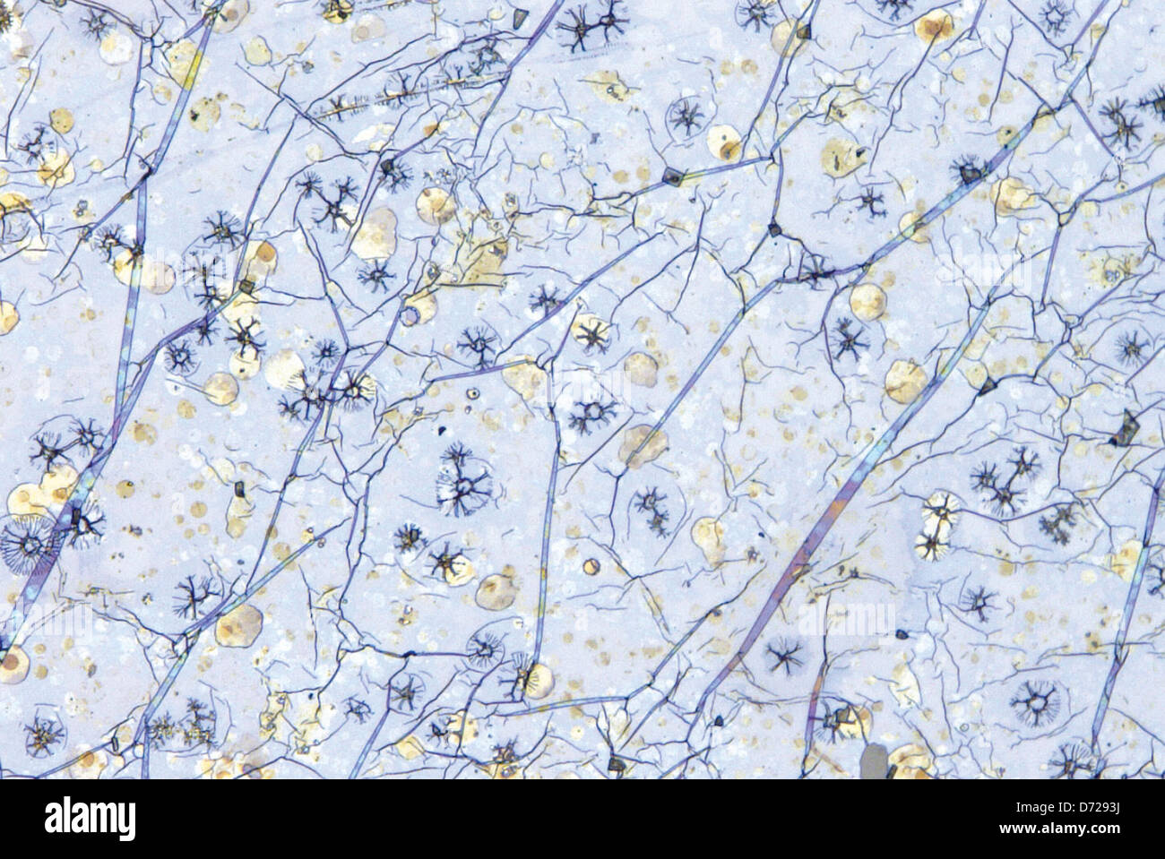 Electro polymerization hi-res stock photography and images - Alamy