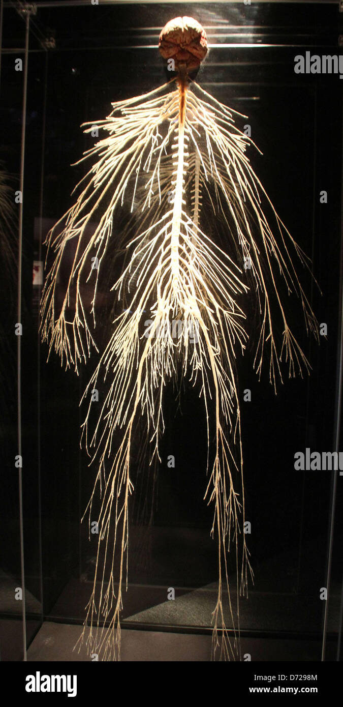 Body worlds, brain hi-res stock photography and images - Alamy