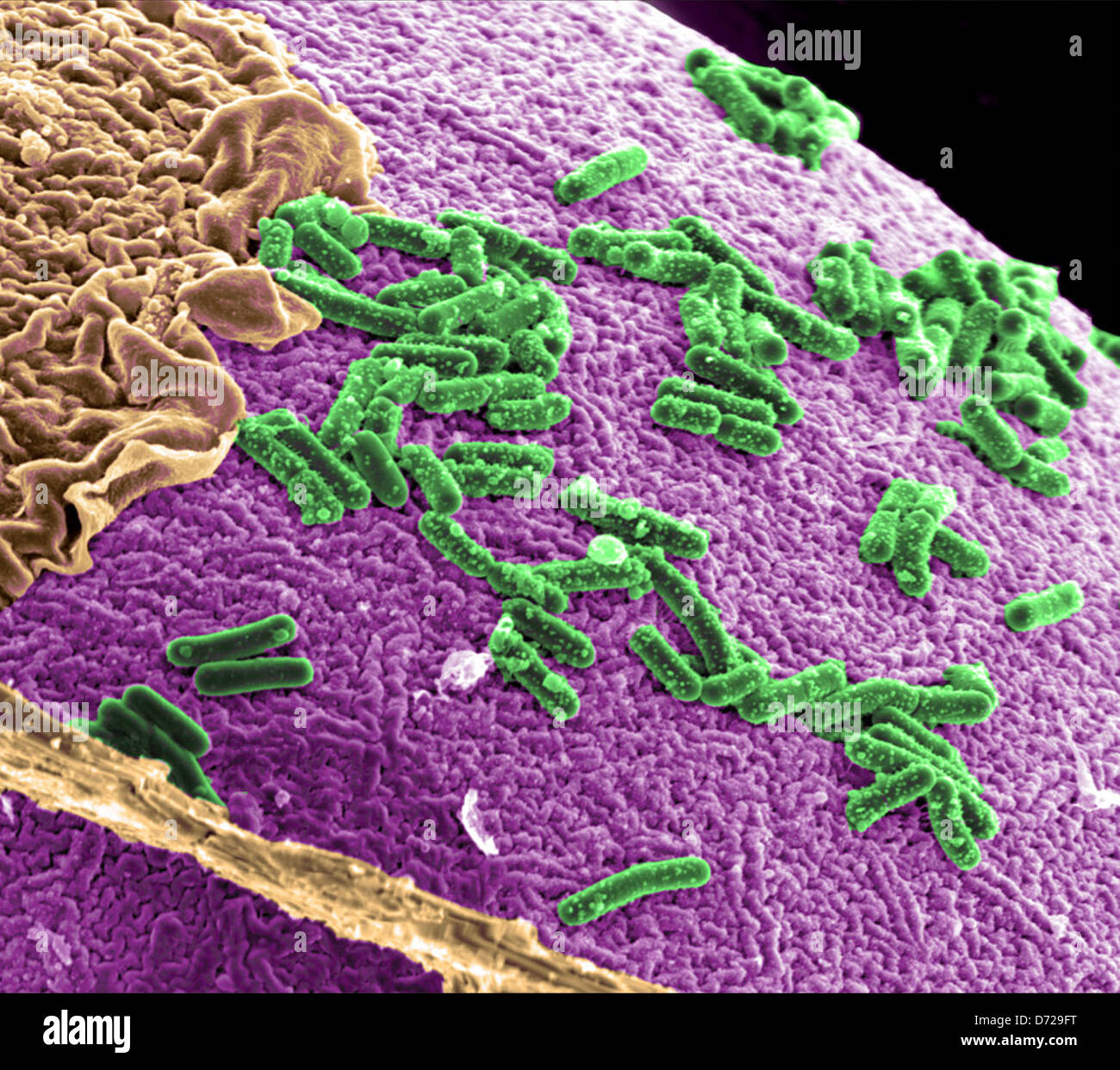 Human gut microbes hi-res stock photography and images - Alamy